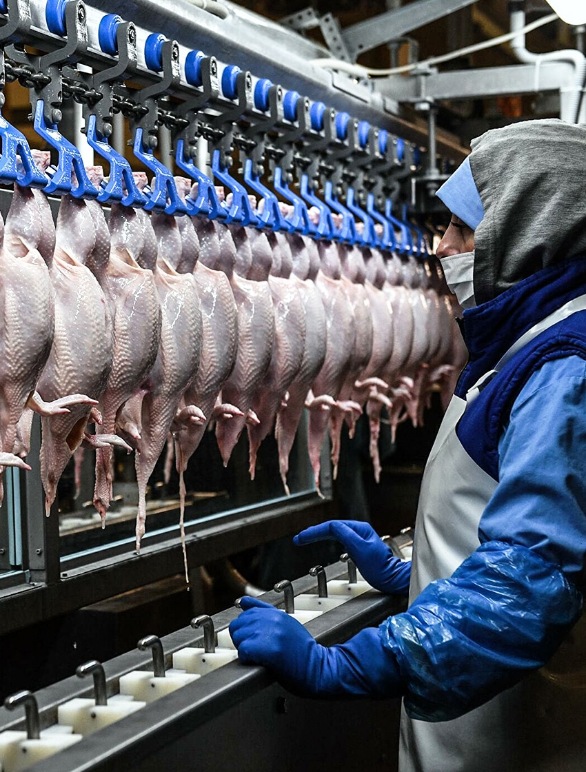 Poultry Slaughterhouse And Processing Facilities - Frigoline Group