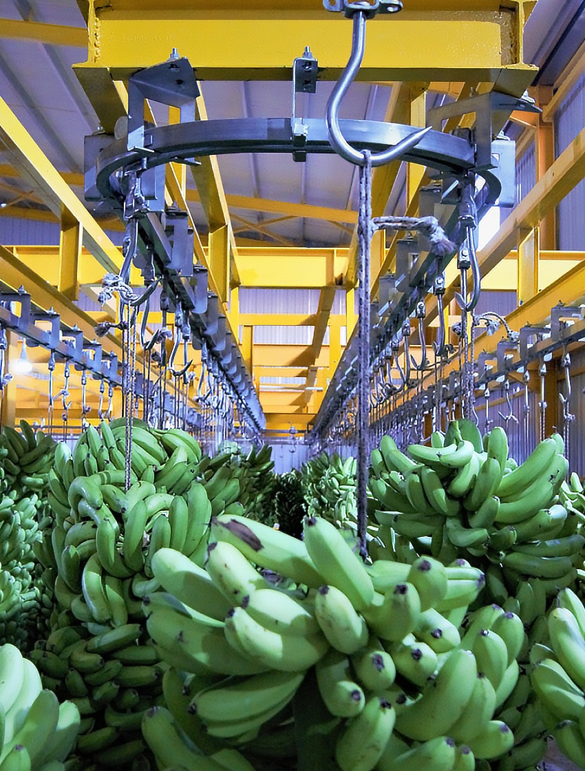 Kontrollü Yetiştirme Odaları - Frigoline Group